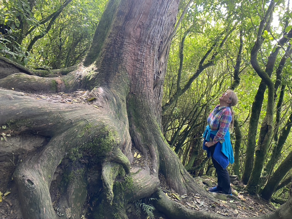 Peel Forest – Ancient and Accessible Legacy - Women Travel NZ