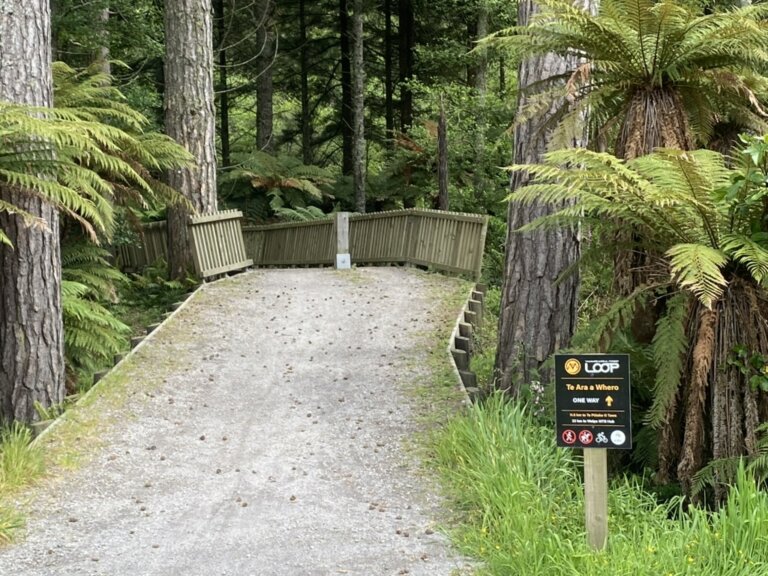 Rotorua - cycling the Whakarewarewa Forest Loop - Women Travel NZ