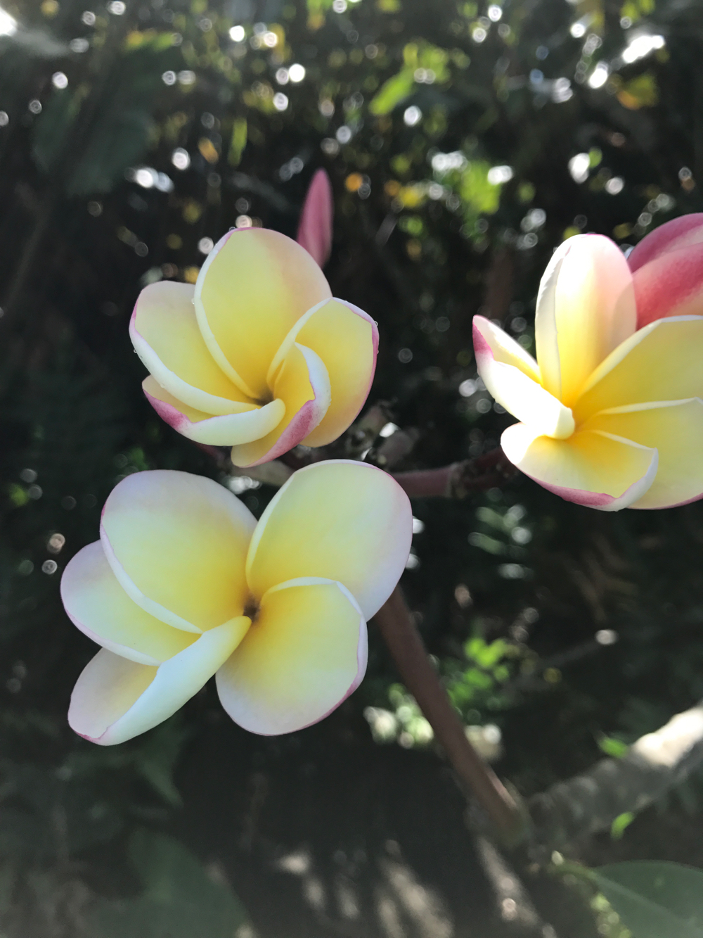 Where to Stay in Rarotonga - Muri Beach Cottages - Women Travel NZ